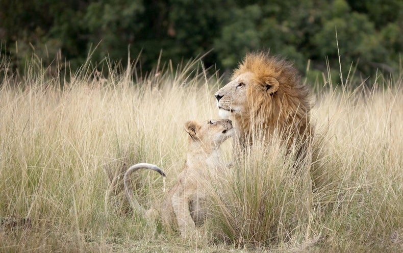 The Fast, Furious and Brutally Short Life of an African Male Lion ...