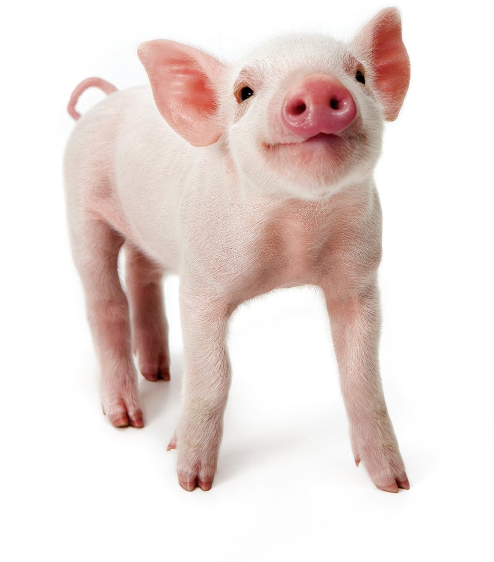 Meet the Meat Paradox | Scientific American