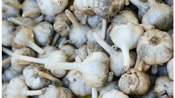 Fact or Fiction?: A Clove of Garlic Can Stop a Vaginal Yeast Infection ...