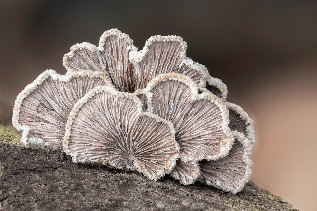Why Nature Prefers Couples, Even for Yeast | Scientific American