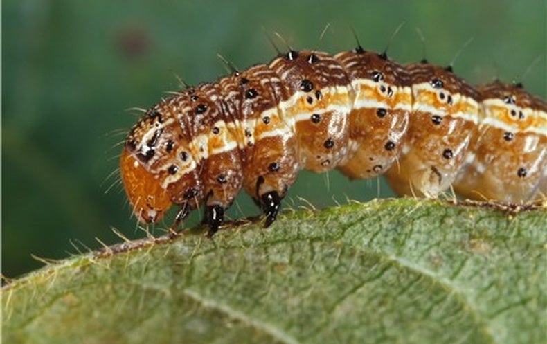 African Countries Mobilize to Battle Invasive Caterpillars - Scientific ...