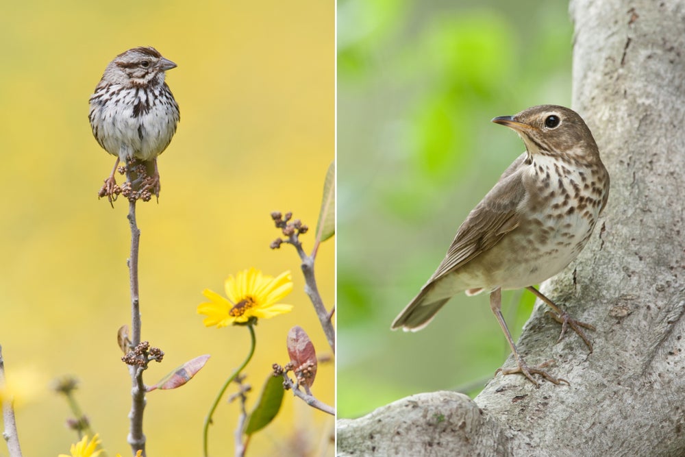 Climate Change Is Shrinking Animals, Especially Bird-Brained Birds ...