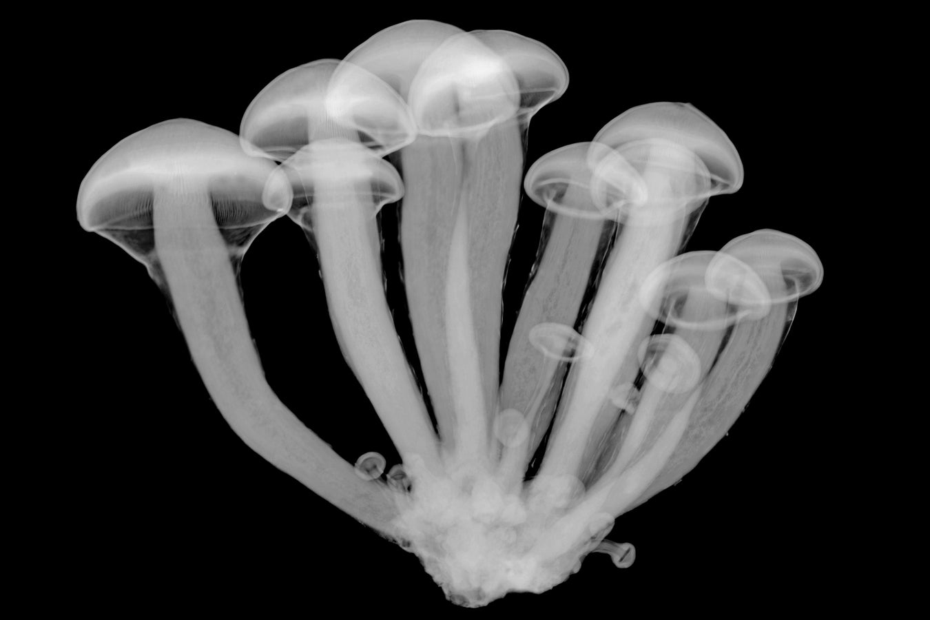 Psilocybin Treatment for Mental Health Gets Legal Framework ...