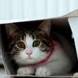 Reimagining of Schrödinger's Cat Breaks Quantum Mechanics—and Stumps ...