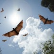 Bat Banter is Surprisingly Nuanced - Scientific American