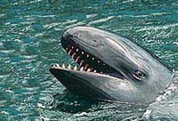 Packaged Whale Meat in Japan Contains High Levels of Mercury ...