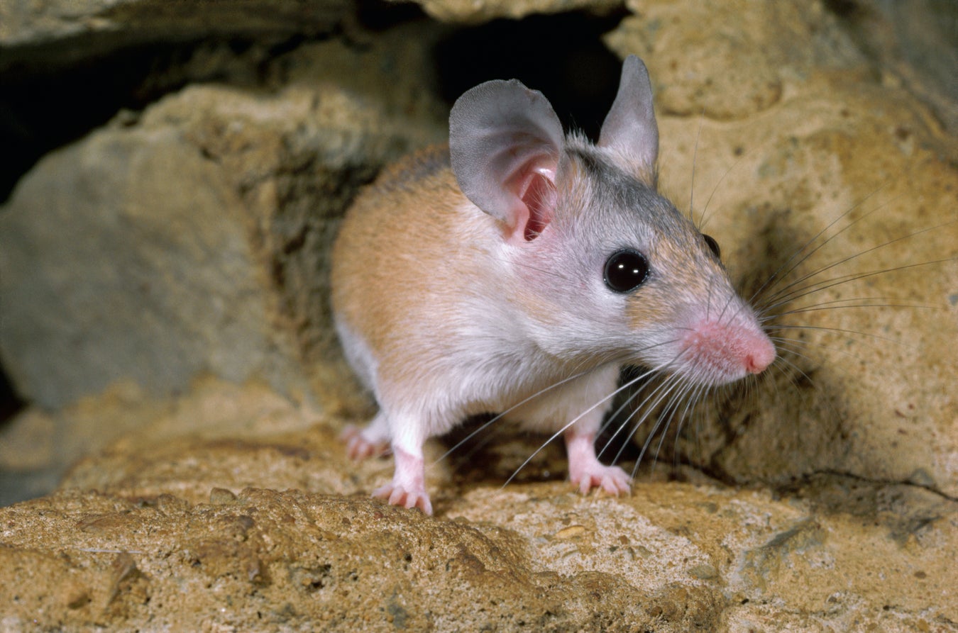 First Rodent Found with a Humanlike Menstrual Cycle | Scientific American