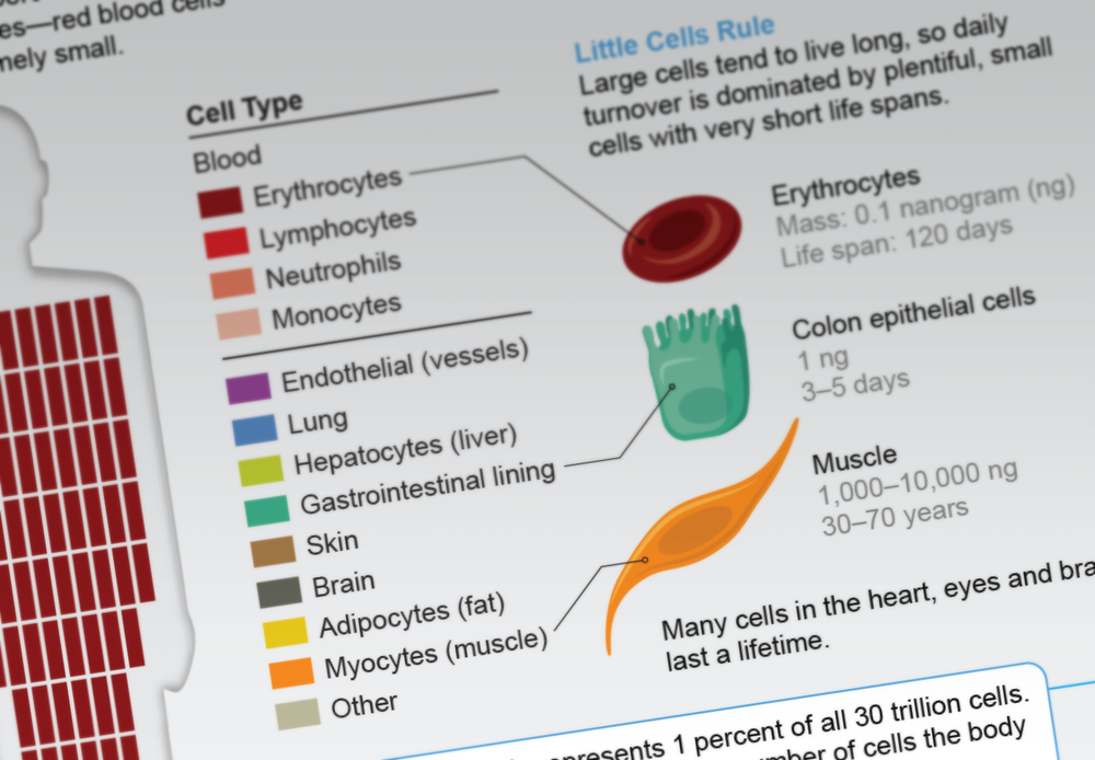 Our Bodies Replace Billions of Cells Every Day | Scientific American