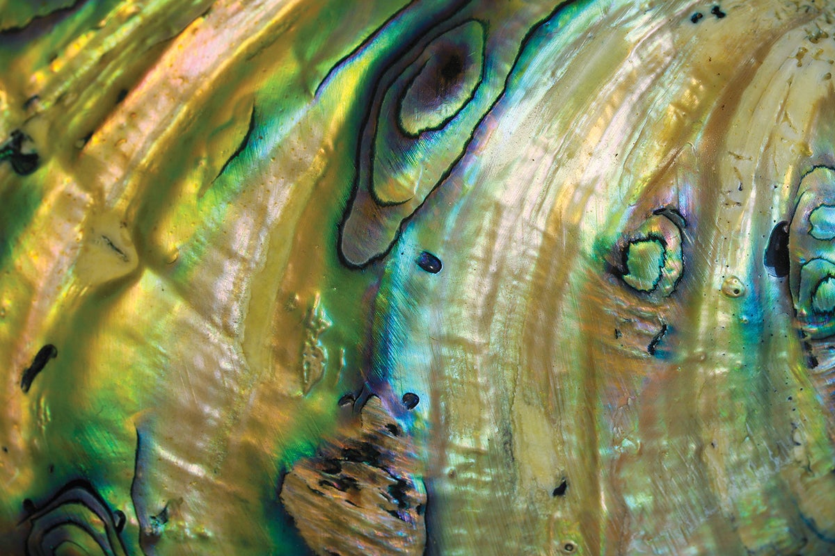 Seashells Inspire New Superstrong Glass Composite | Scientific American