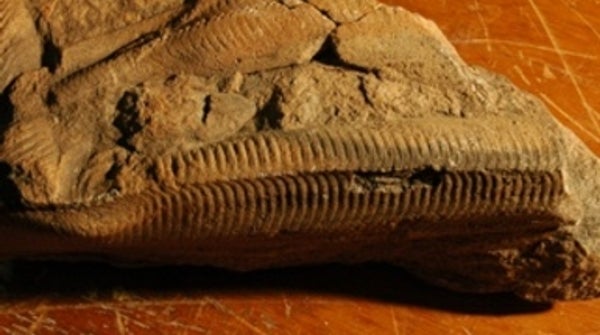 Bizarre Fossil Organisms Likely Absorbed Nutrients through Their Skin ...