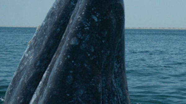 Whales and Fish Adapt to Climate-Induced Changes in the Pacific Ocean ...