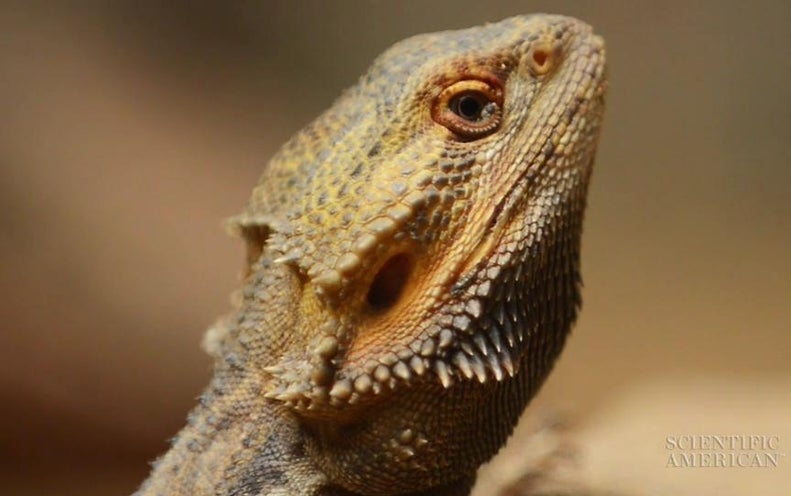 Read My Beard--Lizards Change Neck Color to Chat - Scientific American