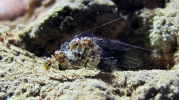 Female Insect Uses Spiky Penis to Take Charge - Scientific American