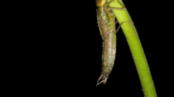 Watch a Dragonfly’s Grotesque and Beautiful Metamorphosis [Video ...