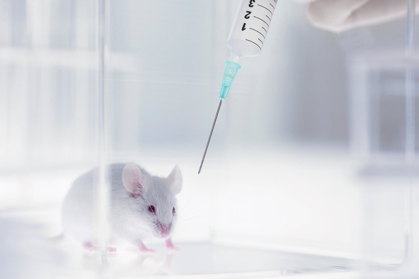 Brain's Stem Cells Slow Aging in Mice | Scientific American