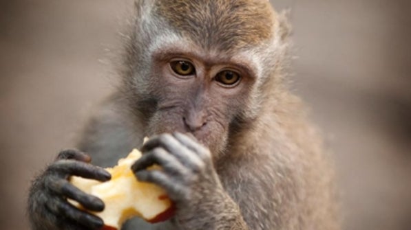 Monkeys Are Genetically Modified to Show Autism Symptoms - Scientific ...