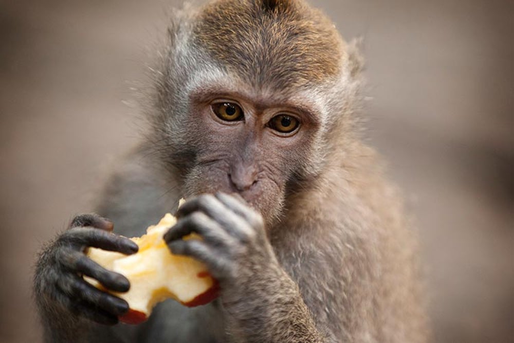 Monkeys Are Genetically Modified to Show Autism Symptoms | Scientific ...