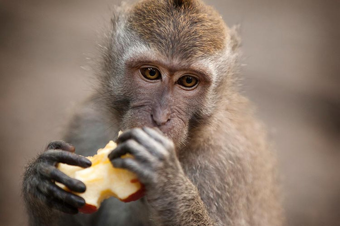 Monkeys Are Genetically Modified to Show Autism Symptoms | Scientific ...