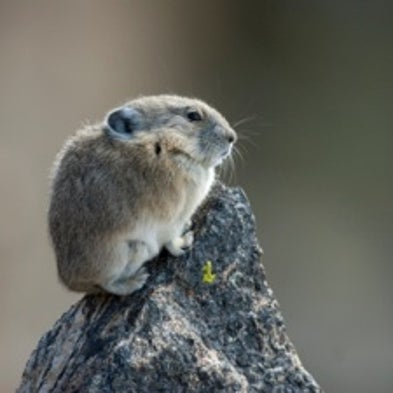 American Pika Denied Endangered Species Status - Scientific American
