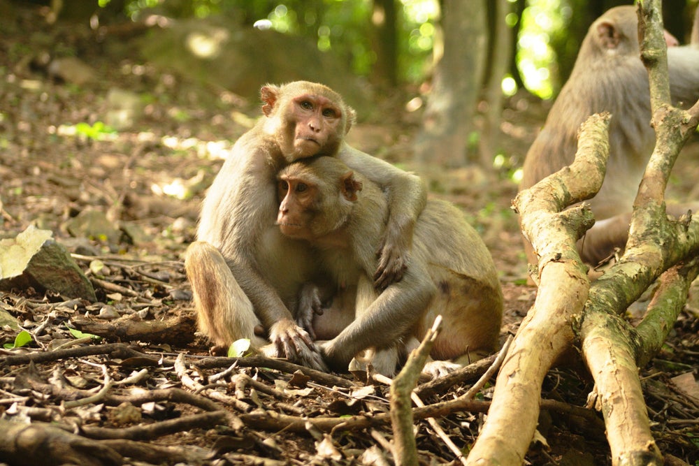 Who's Top Monkey? How Social Status Affects Immune Health | Scientific ...