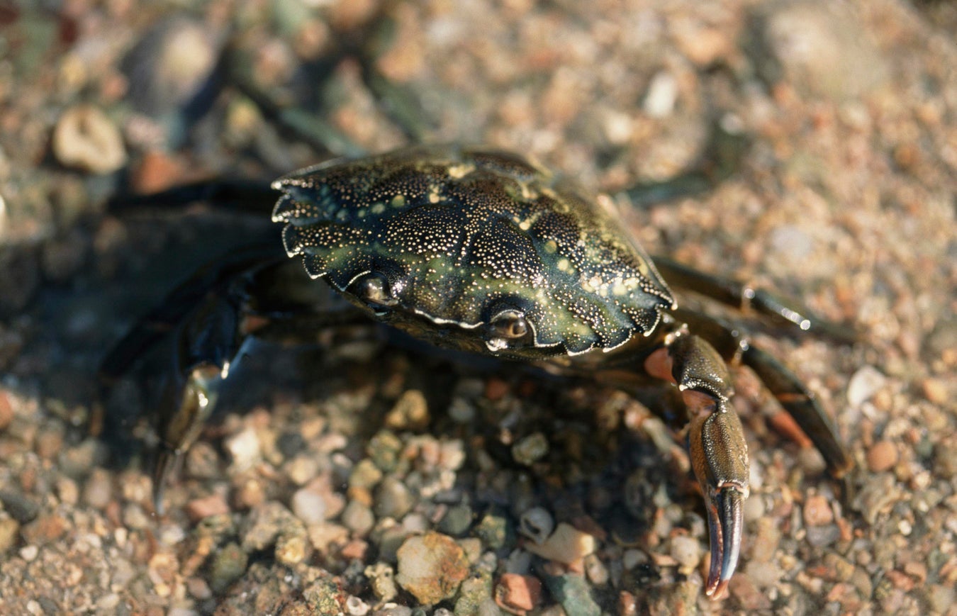 Harm to Table: Turning an Invasive Crab into a Delicacy | Scientific ...