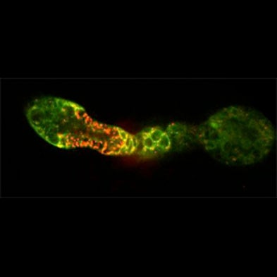 DNA-Swap Technology Almost Ready for Fertility Clinic - Scientific American