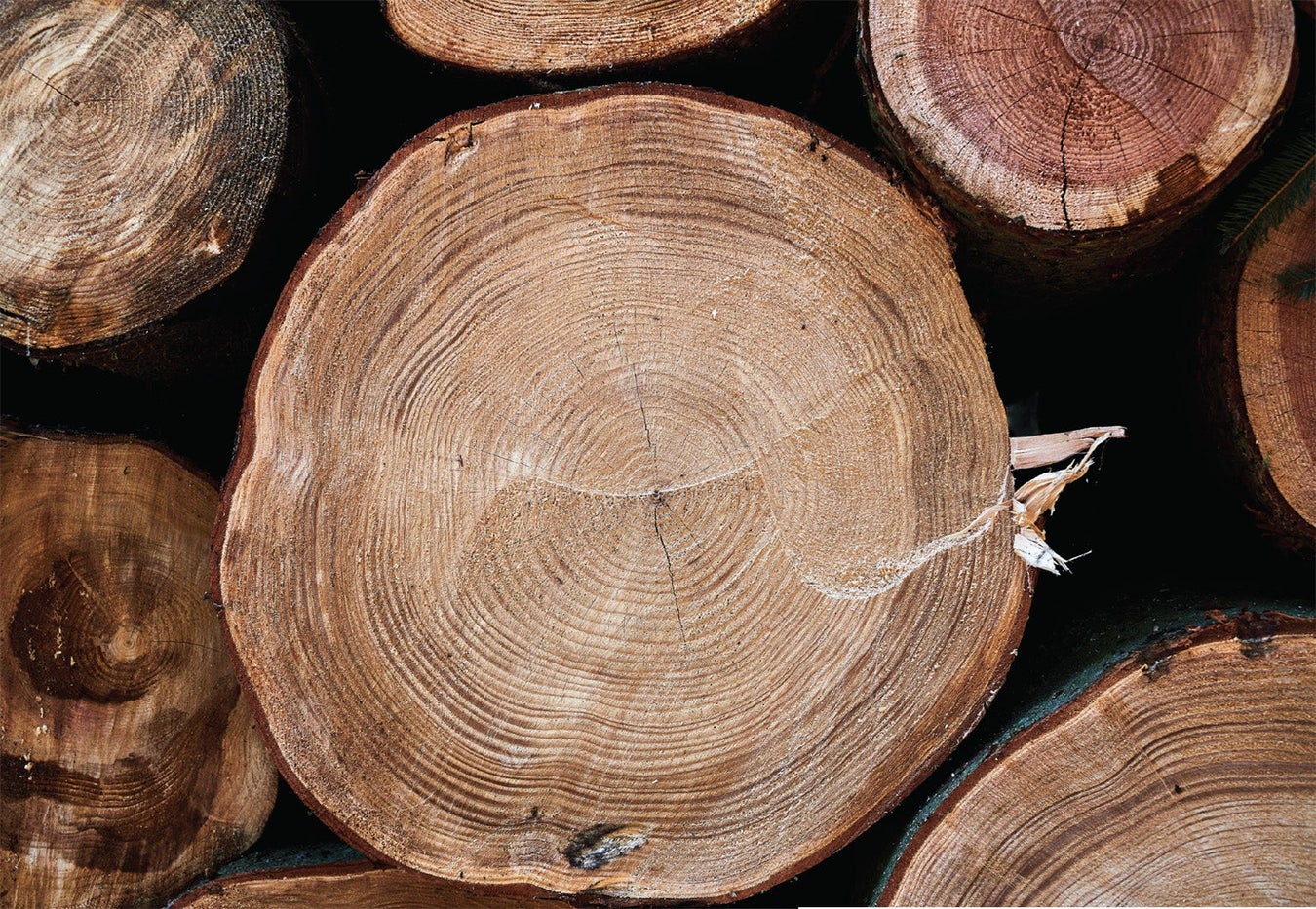 Long-Awaited Update Arrives for Radiocarbon Dating | Scientific American