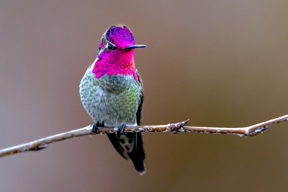 Hummingbirds' Iridescent Feathers Are Still a Bit of a Mystery ...