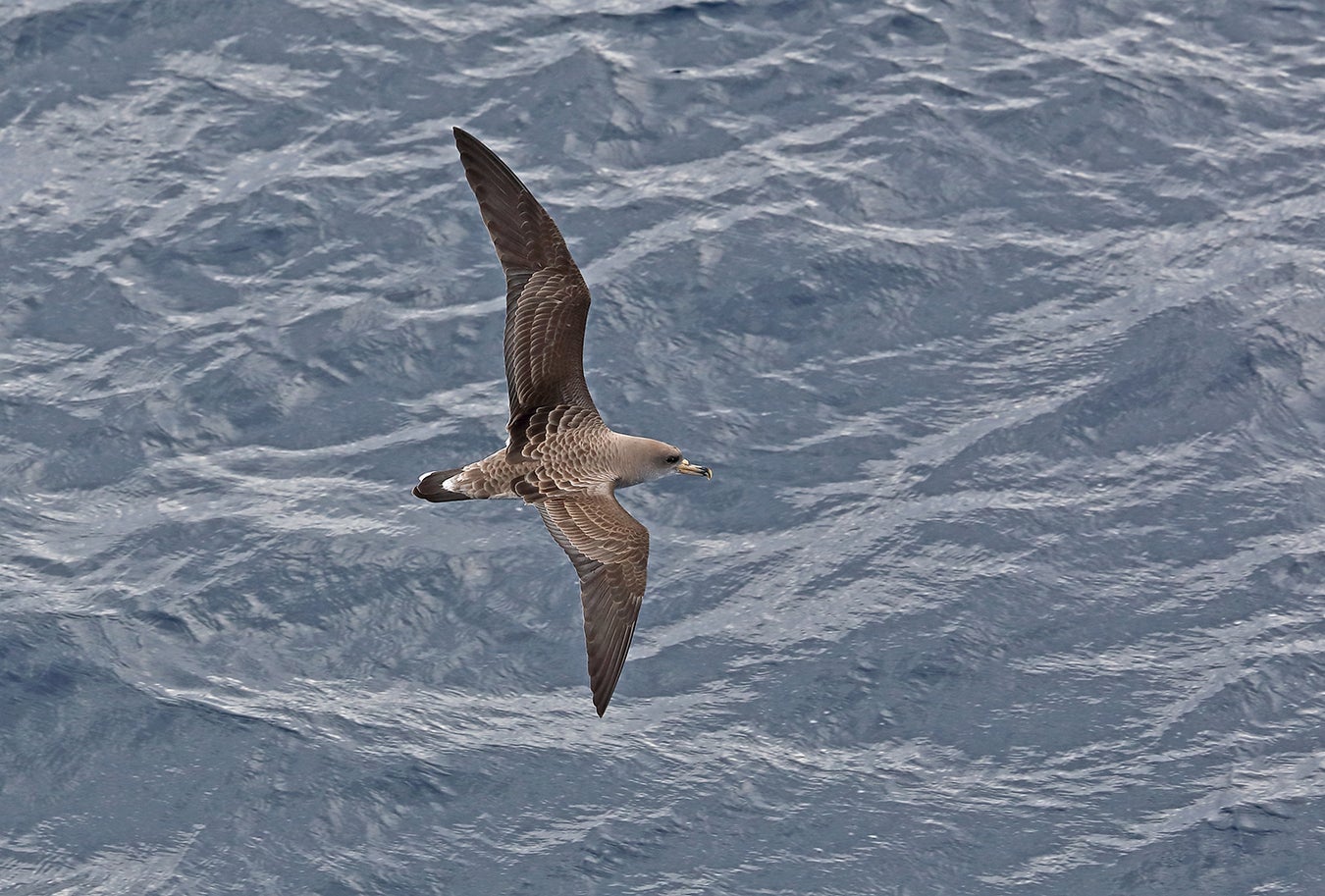 Shorebird Learns Long Migration Routes | Scientific American