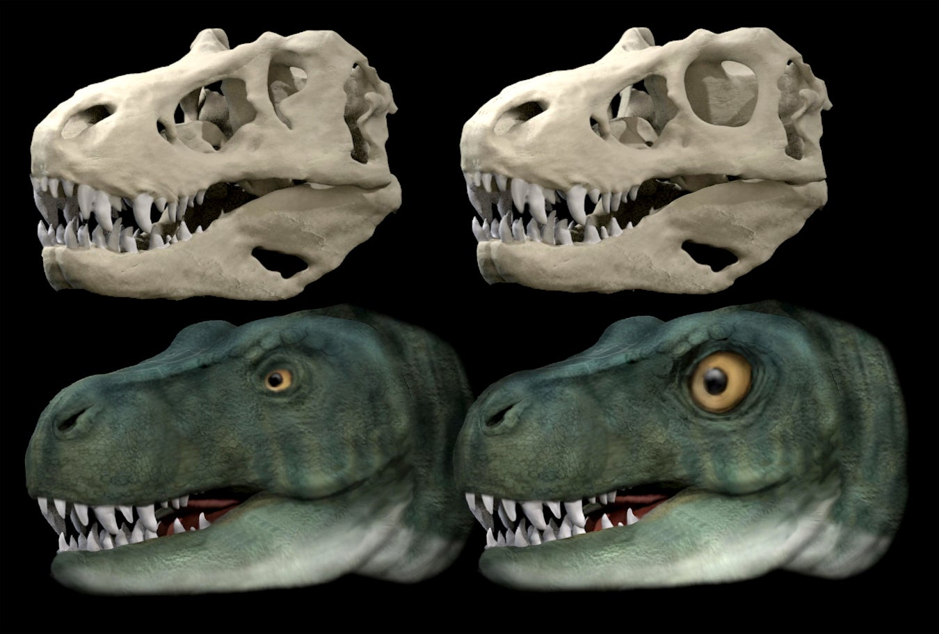 If T. Rex's Beady-Eyed Glare Terrifies You, It Should | Scientific American