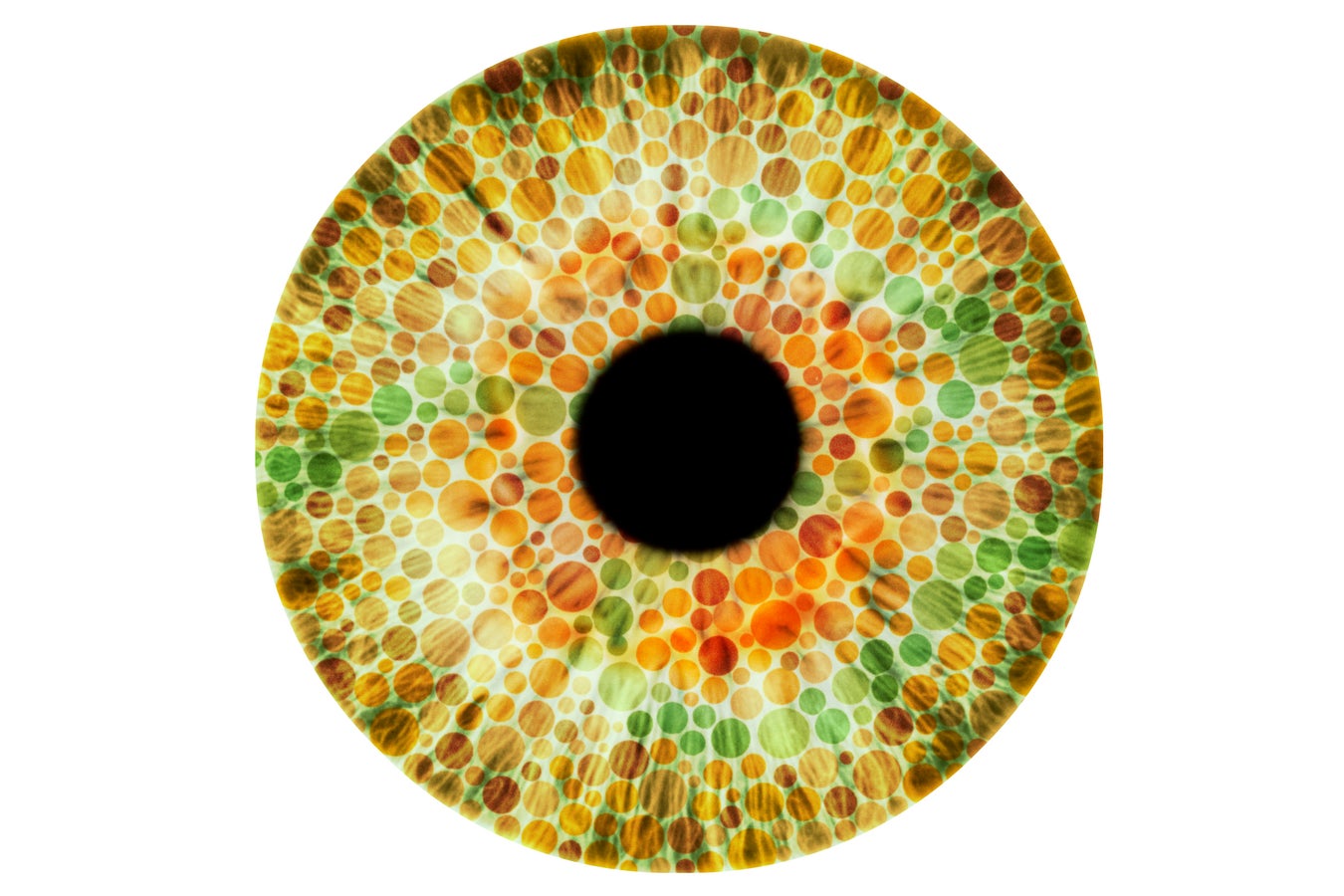 Lab-Grown Human Retinas Illuminate How Eyes Develop Color Vision ...