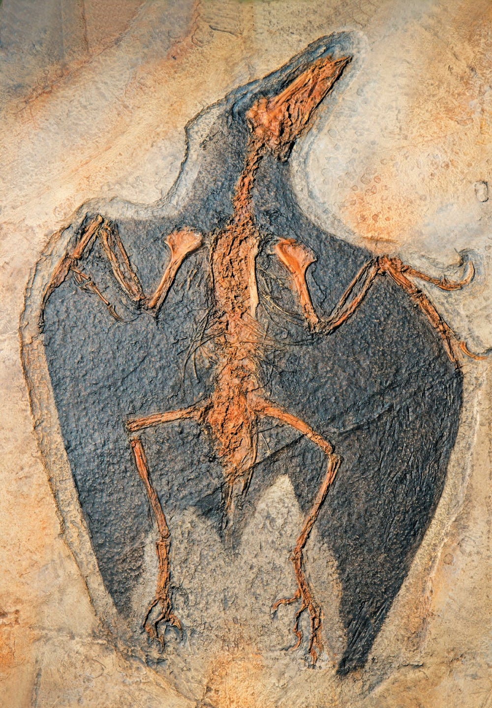 Fossils Finally Reveal Fiery Colors of Prehistoric Animals | Scientific ...