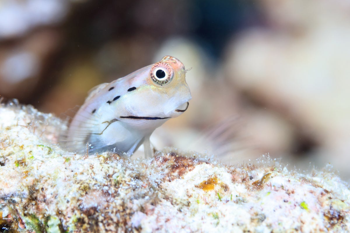 Tiny, Snackable Fish Are Linchpins of Coral Reef Ecosystems ...
