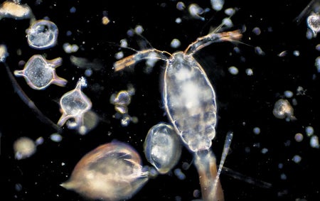 Stories by Katherine Harmon Courage | Scientific American