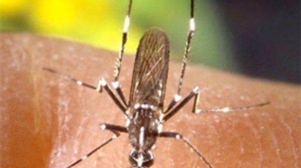 Exotic Diseases from Warmer Climates Gain Foothold in U.S. - Scientific ...