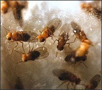 Fruit Flies Reveal Sleep Secrets - Scientific American