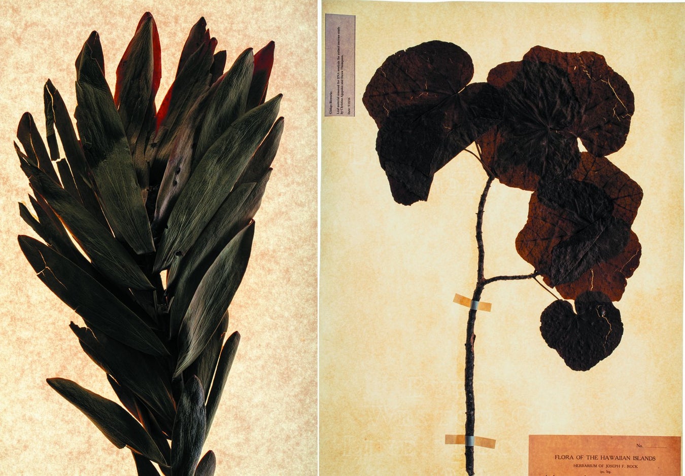 Fragrant Genes of Extinct Flowers Have Been Brought Back to Life ...