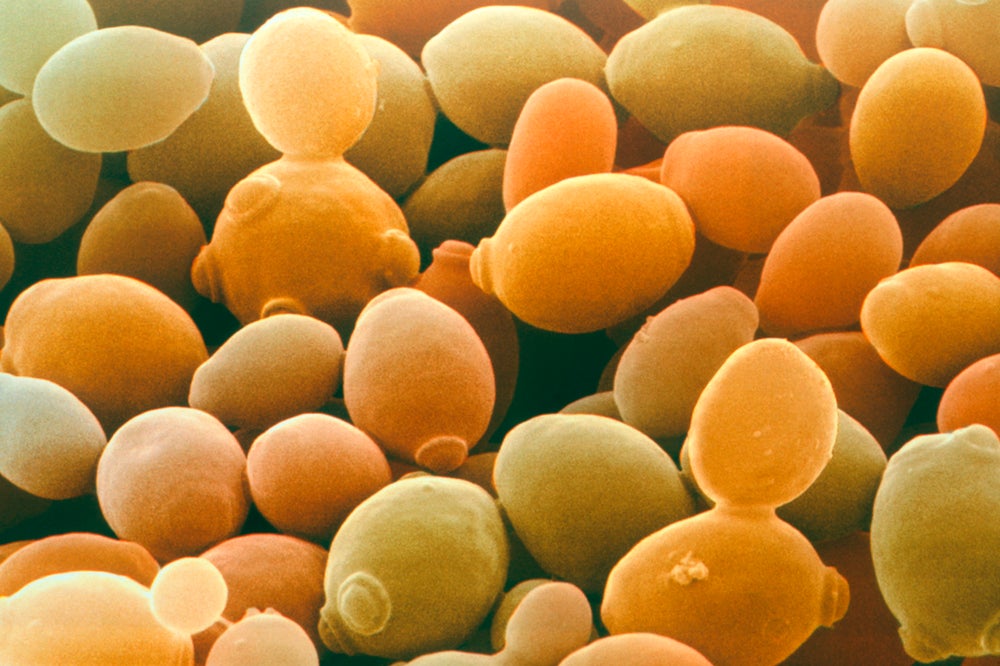 Synthetic Yeast Chromosomes Help Probe Mysteries of Evolution ... Synthetic Yeast Chromosomes Help Probe Mysteries of Evolution ...
