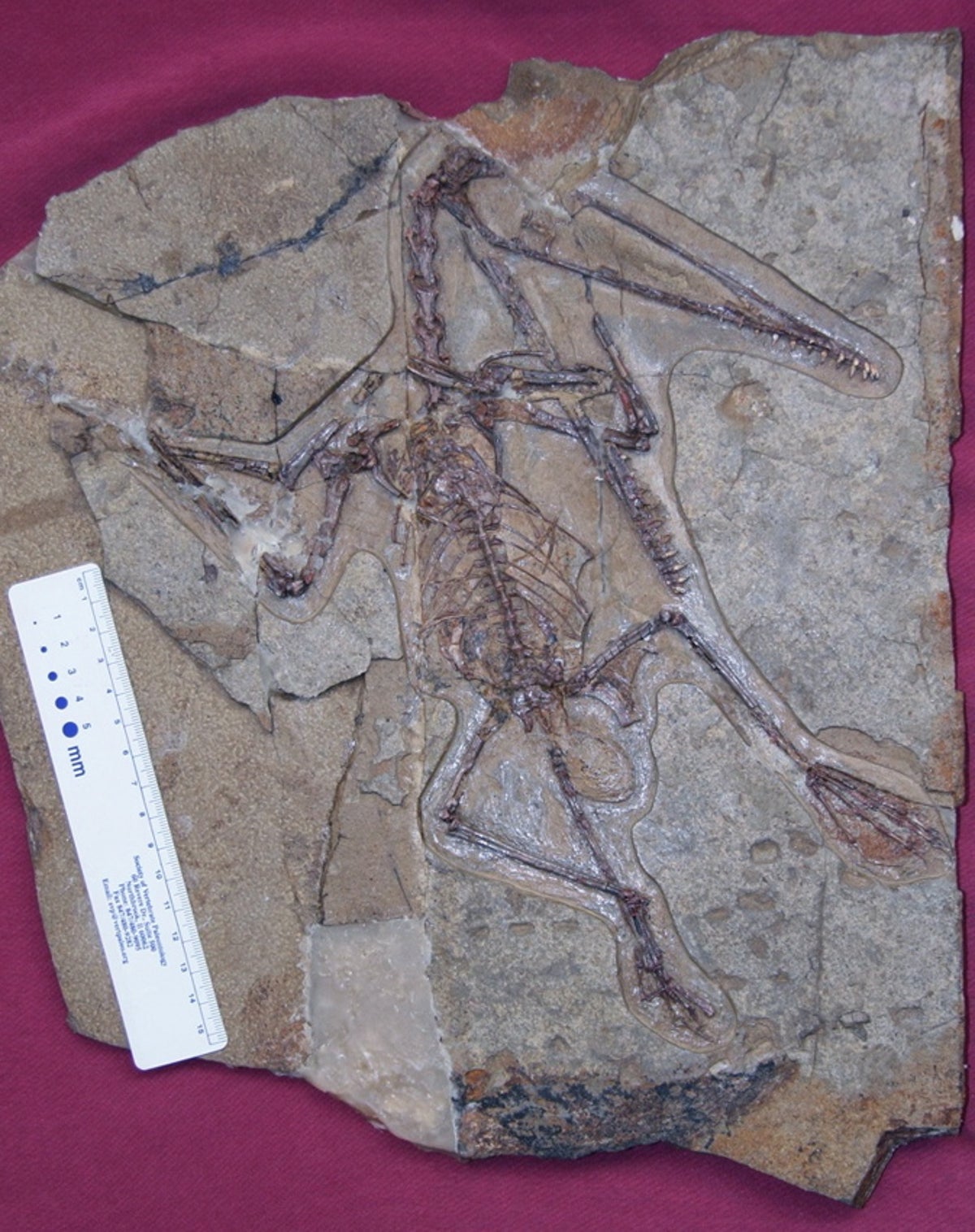 Rare Fossil Preserves Pterosaur Mom and Egg | Scientific American