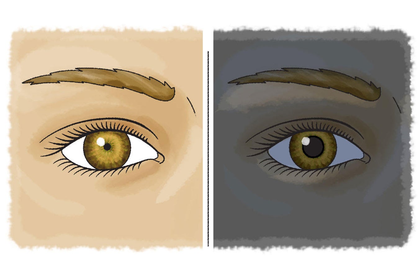 Seeing in the Dark | Scientific American