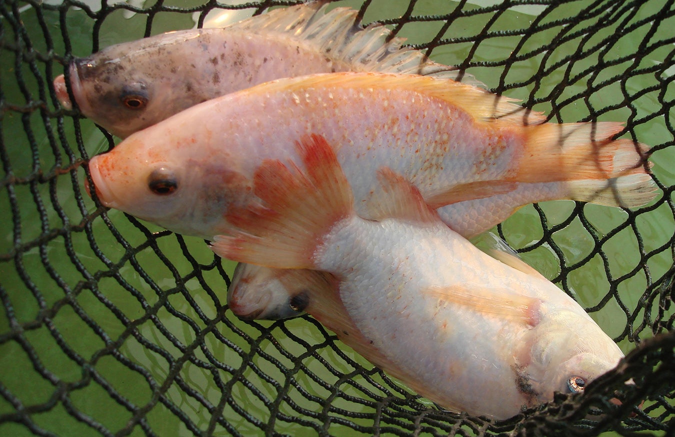 Can Tilapia Skin Be Used to Bandage Burns? | Scientific American