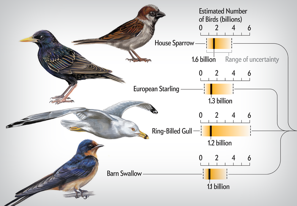 Bird Species Abundances, from Biggest to Smallest | Scientific American