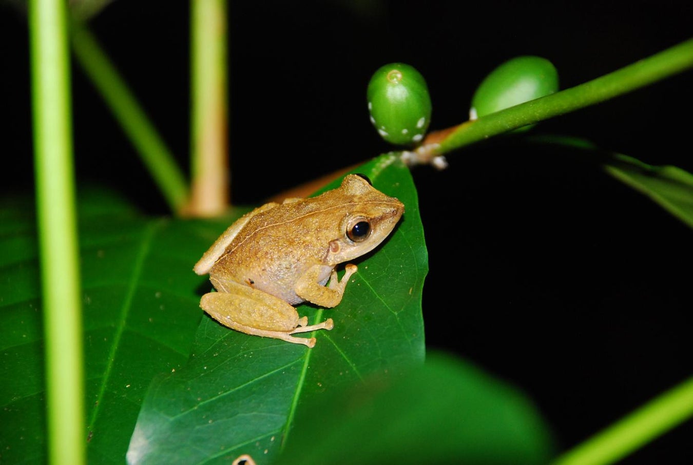 Invasive Frogs Don't Bug Hawaiian Birds | Scientific American
