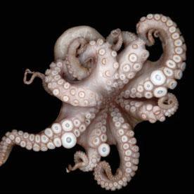 Sensational Sucker: The Neural Complexity of the Octopus Organ ...
