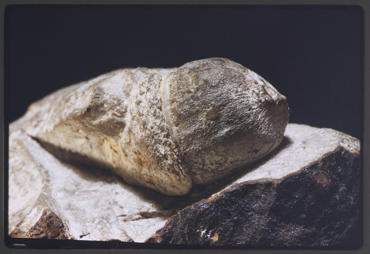 How Oak Trees Evolved to Rule the Forests of the Northern Hemisphere ...