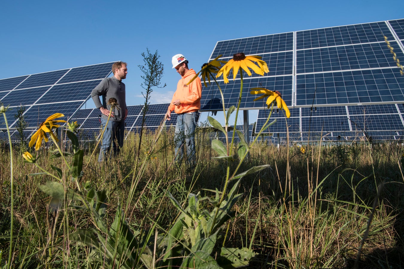 Solar Farms Shine a Ray of Hope on Bees and Butterflies | Scientific ...