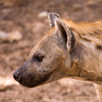 No Laughing Matter: Unlovable Hyenas Are Threatened in the Wild ...