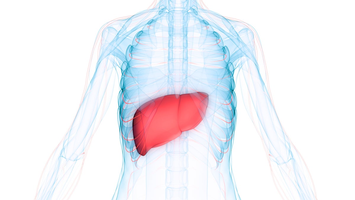 A Gut--and Liver--Check to Get a Bead on Alzheimer's | Scientific American