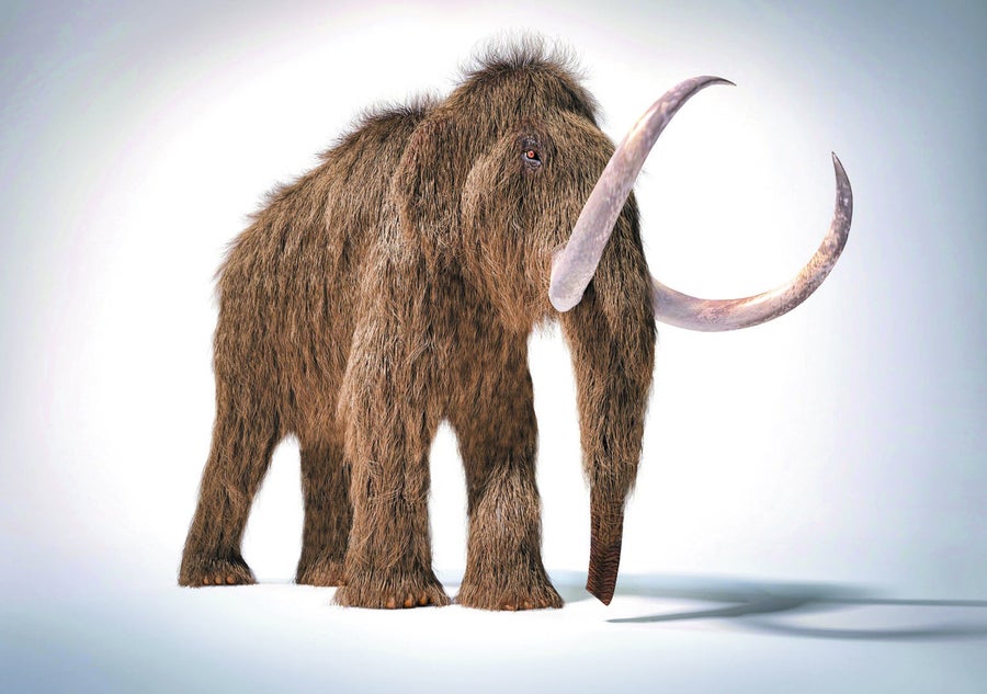 Story of Mammoth Survival Is in the Soil | Scientific American