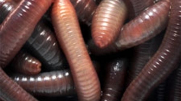 De-Worming Software More Effective at Detecting Infected Network ...